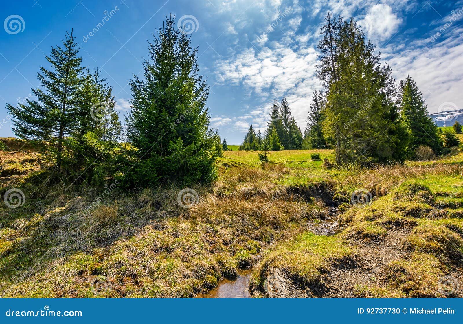 Mountain Stream among the Forest on Meadow Stock Photo - Image of ...