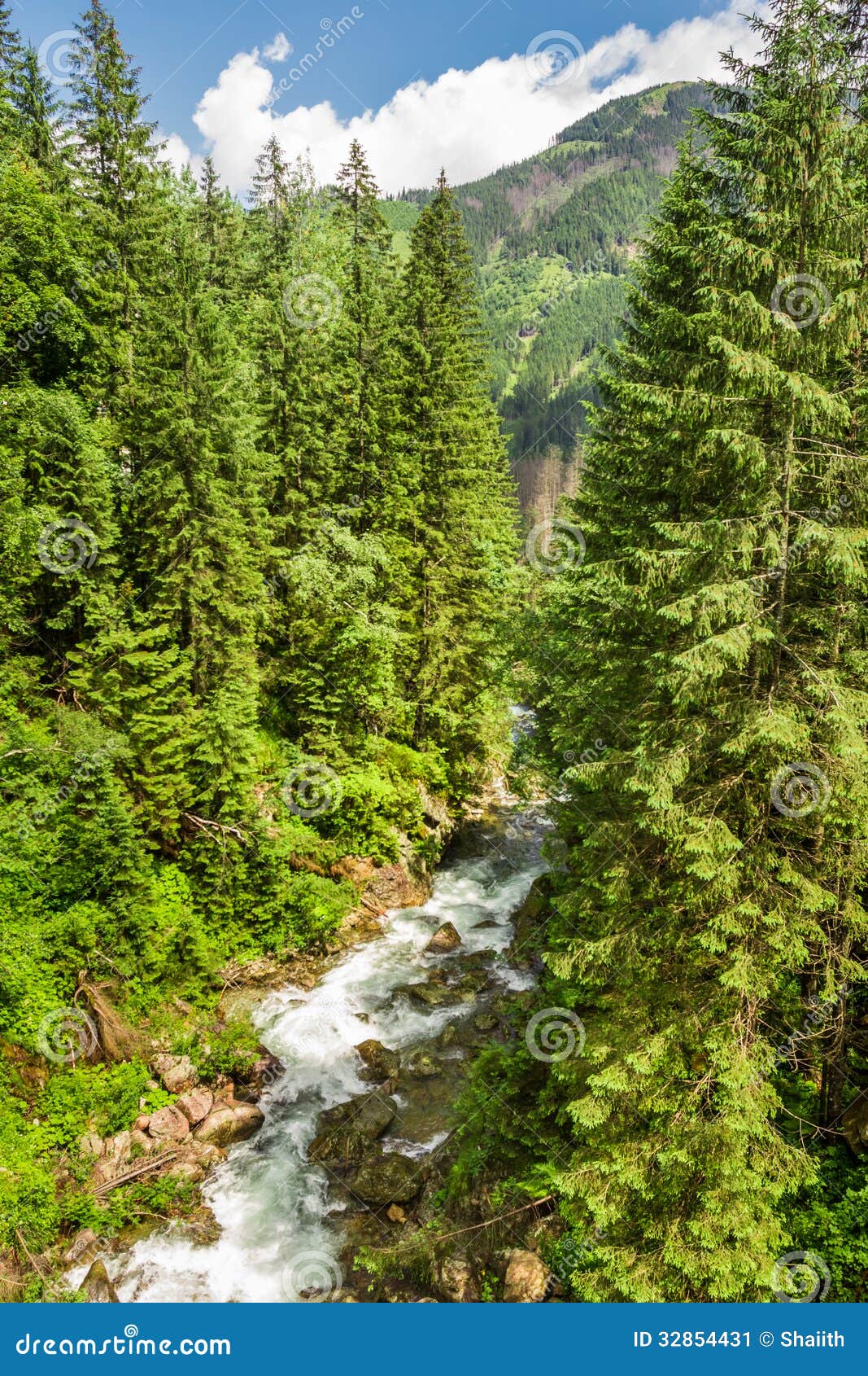 Mountain Stream in a Forest Stock Image - Image of outdoors, rapid ...