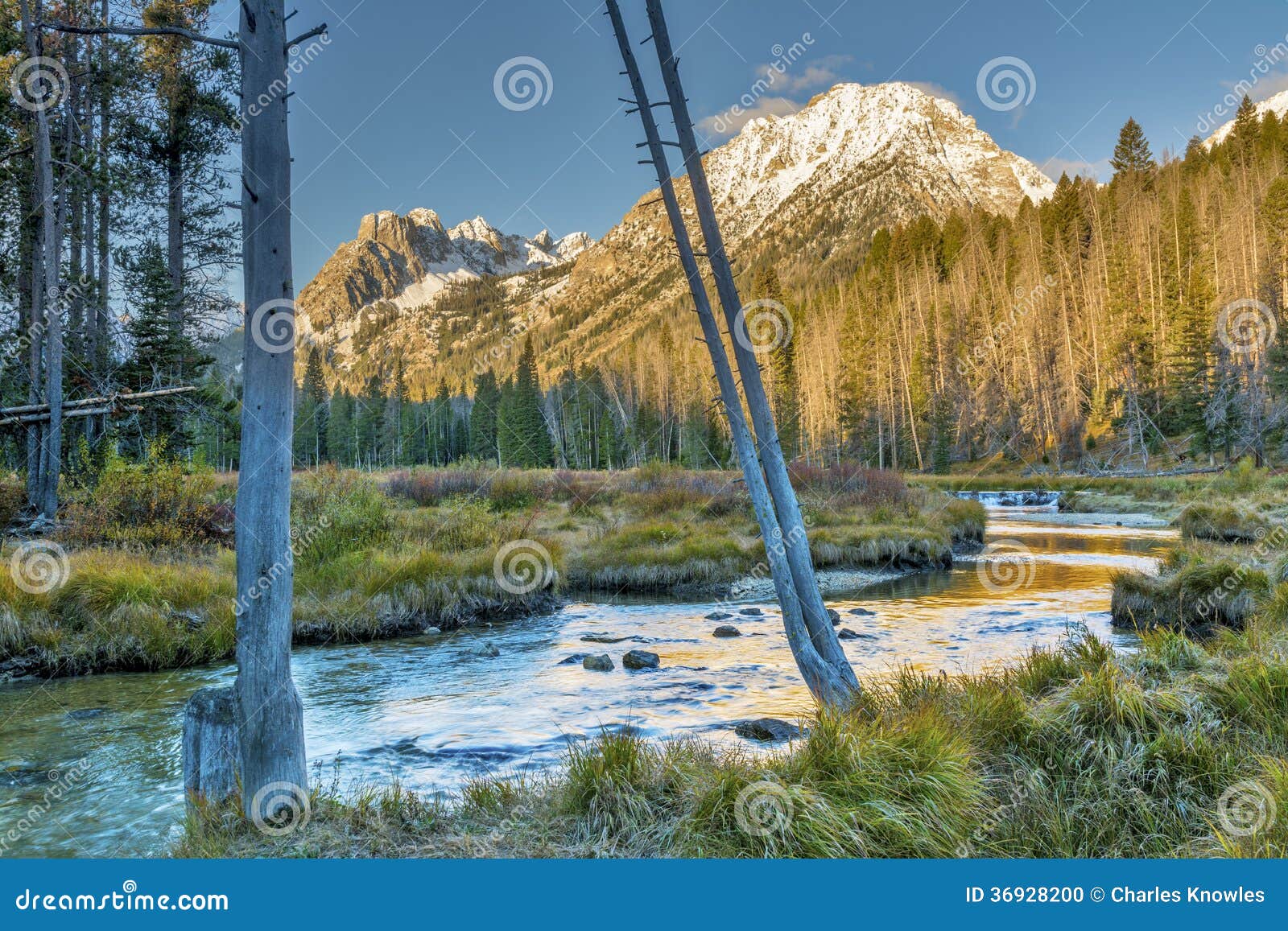 Mountain Stream in the Mountains of Idaho Stock Photo - Image of trees ...