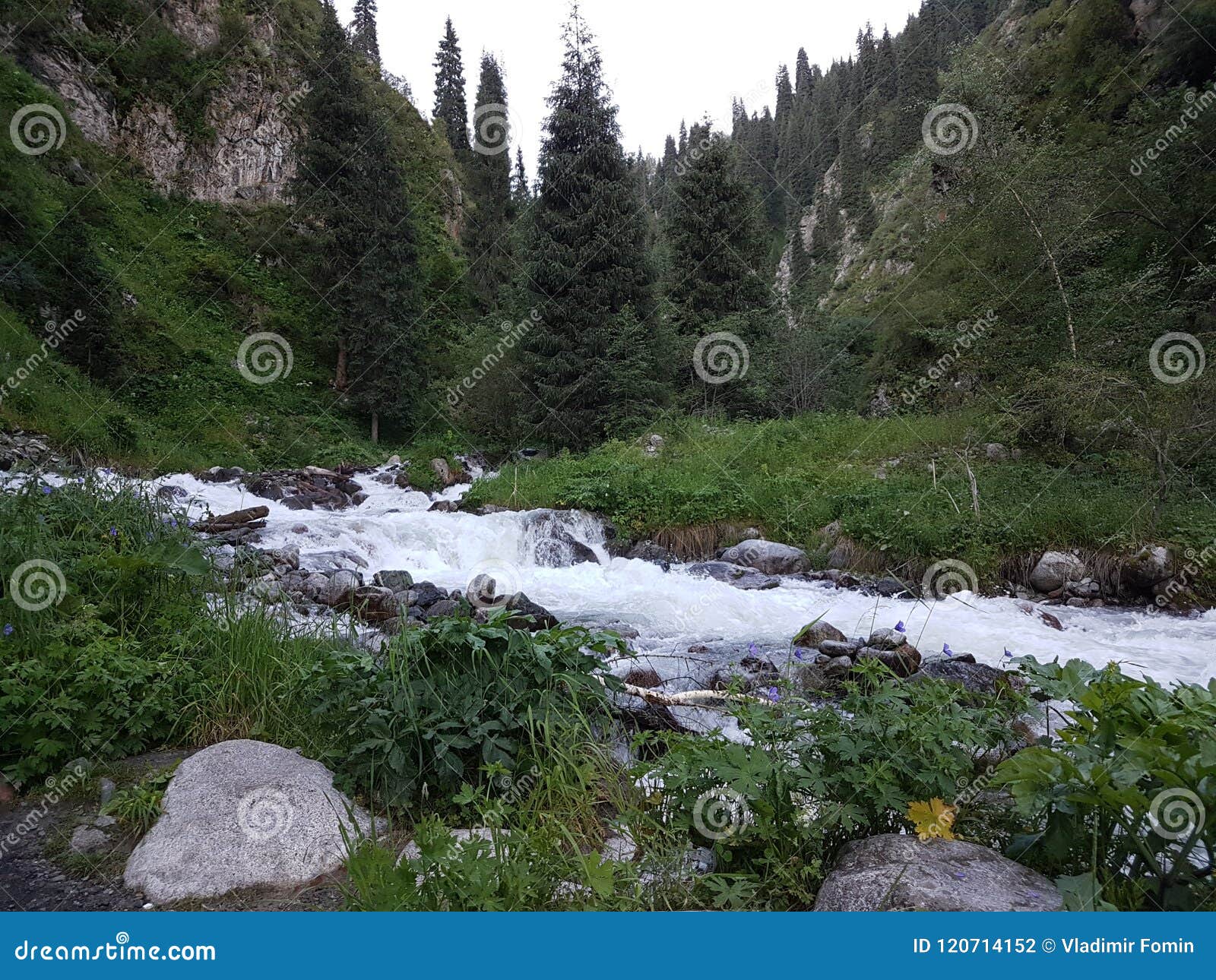 Mountain stream. stock photo. Image of mountain, needles - 120714152