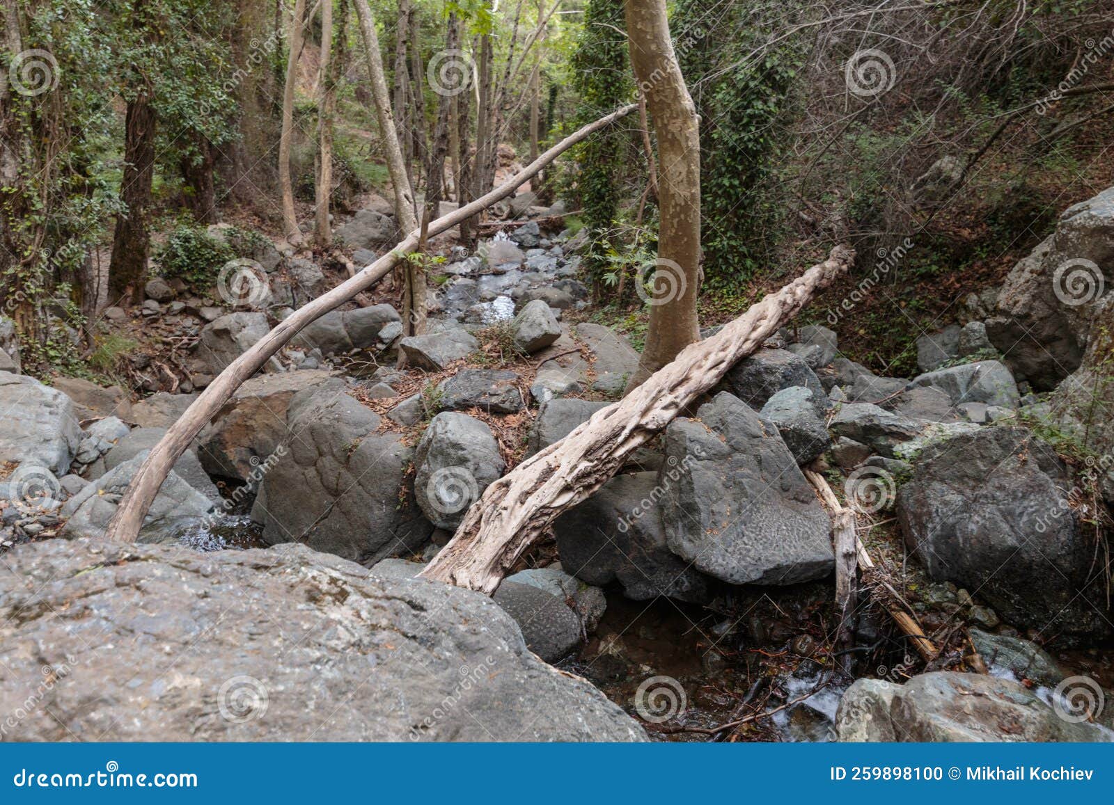 Mountain Stream River with Riffles in Forest Stock Photo - Image of ...
