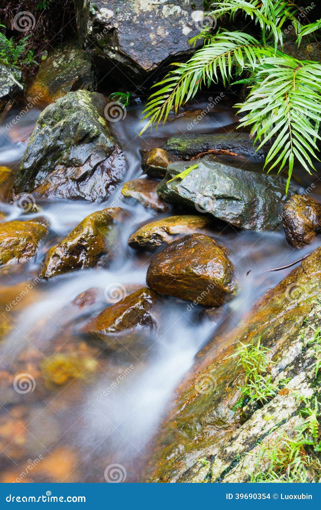 Mountain stream stock photo. Image of nature, moss, forest - 39690354