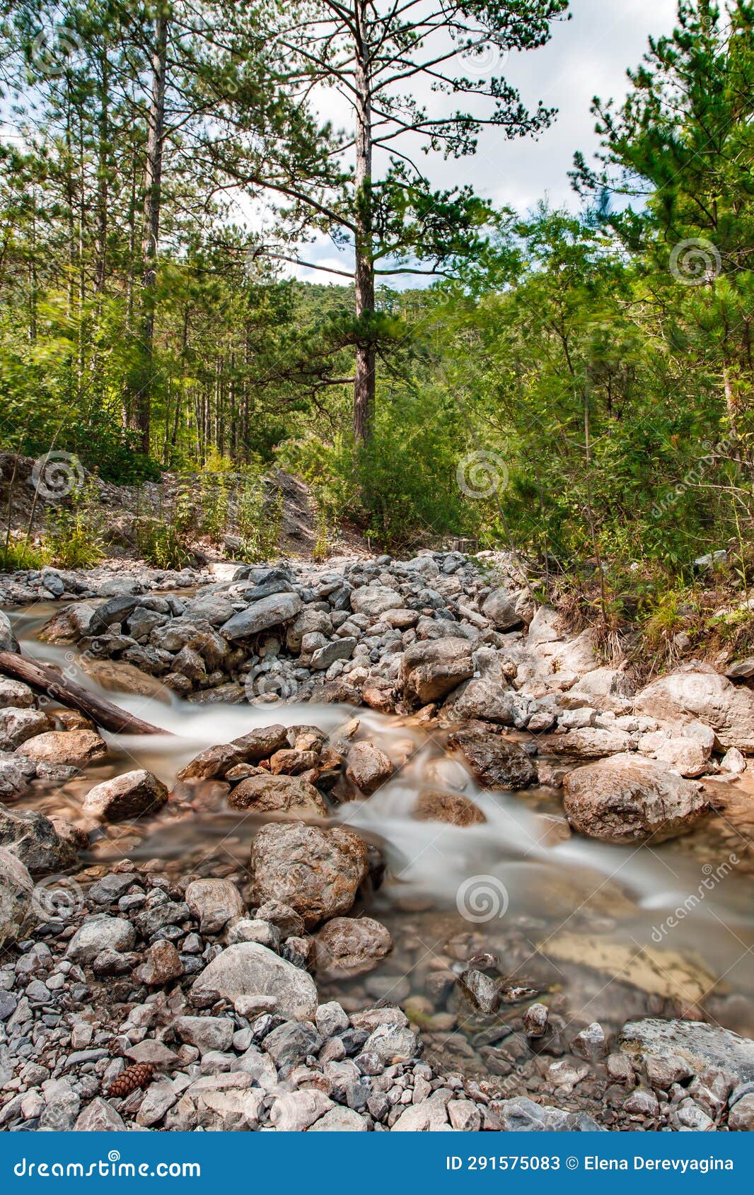 Mountain Stream among Rocks in Coniferous Pine Forest, Blurry Water ...