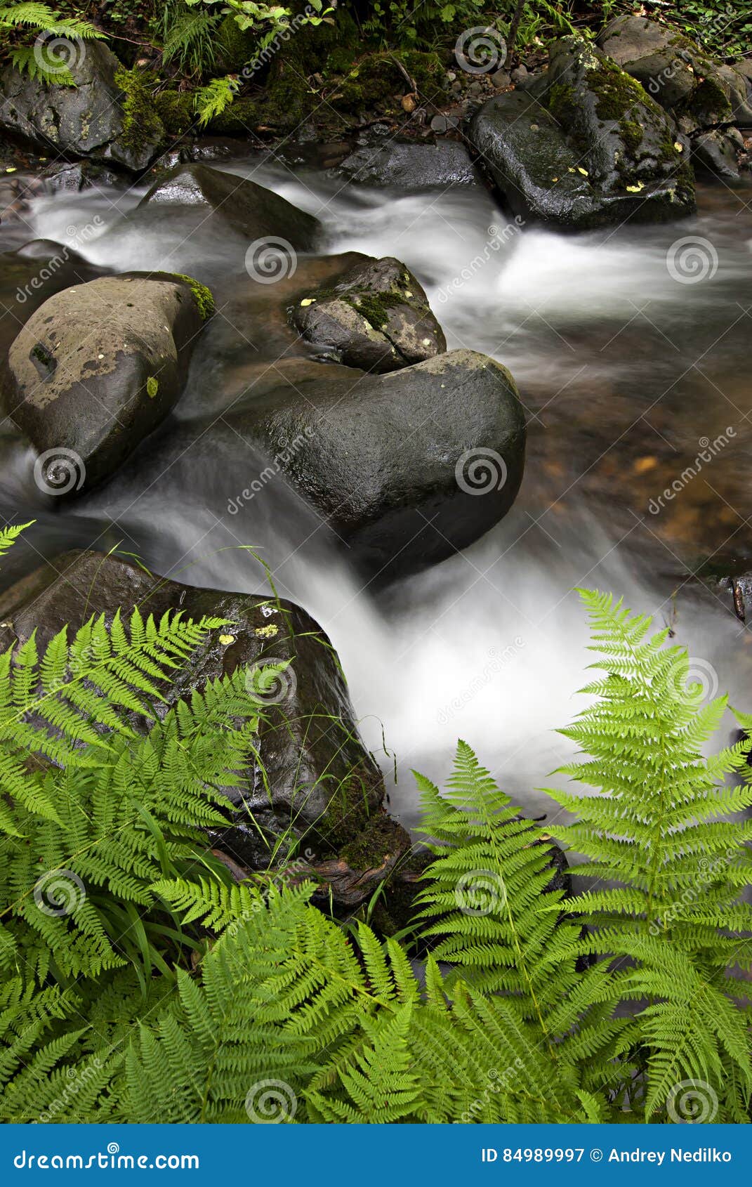Mountain Stream with Rocks and Ferns Stock Image - Image of landscape ...