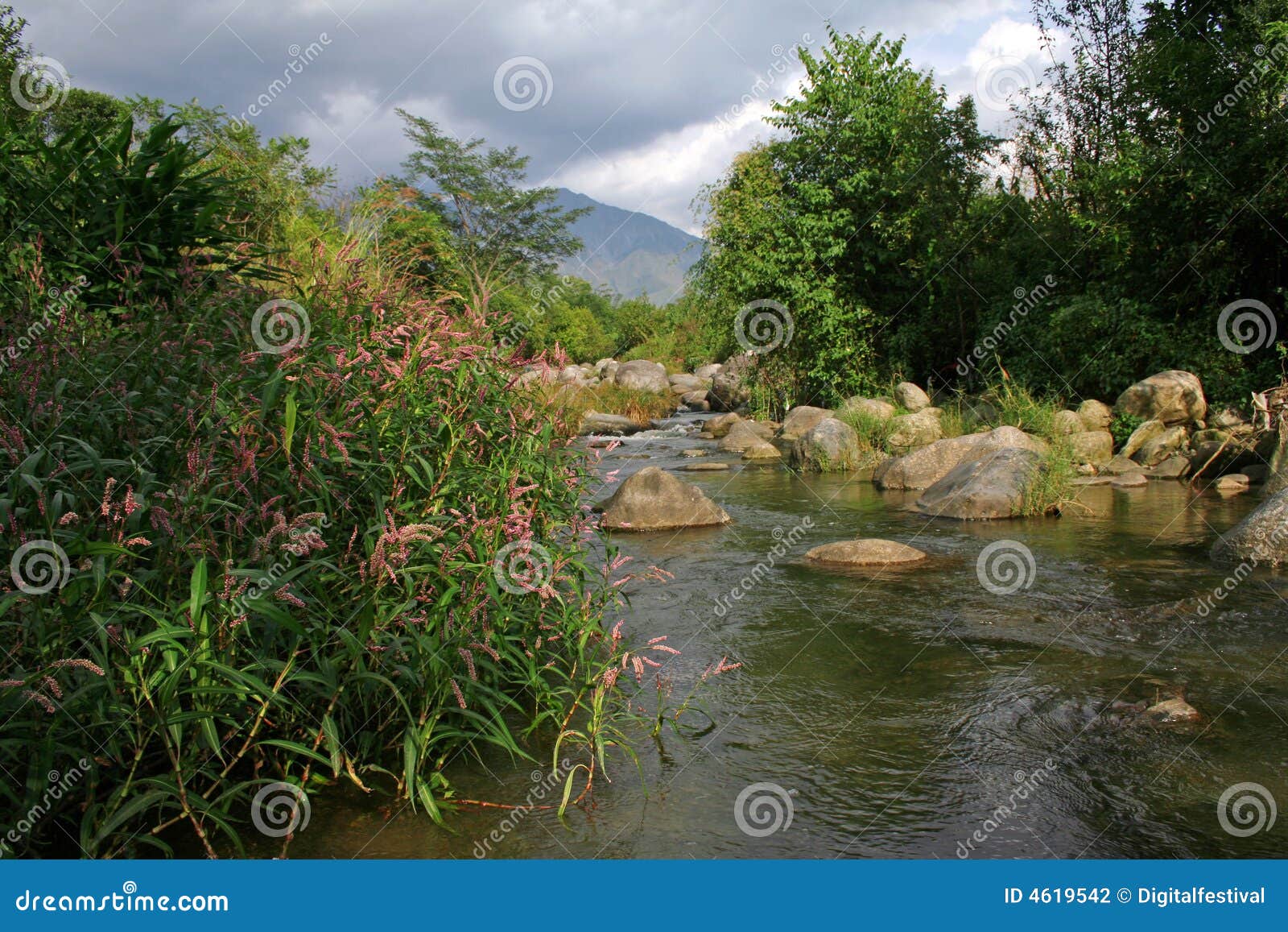 Mountain Stream and Spring Flowers India Stock Photo - Image of ...
