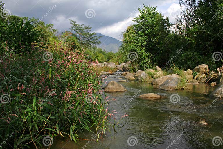 Mountain Stream and Spring Flowers India Stock Photo - Image of ...
