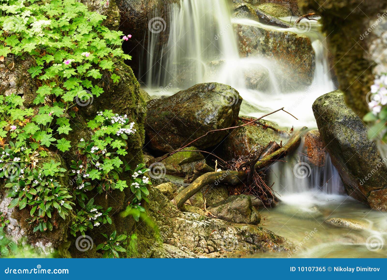 Mountain Stream and Spring Forest Flowers Stock Image - Image of smooth ...