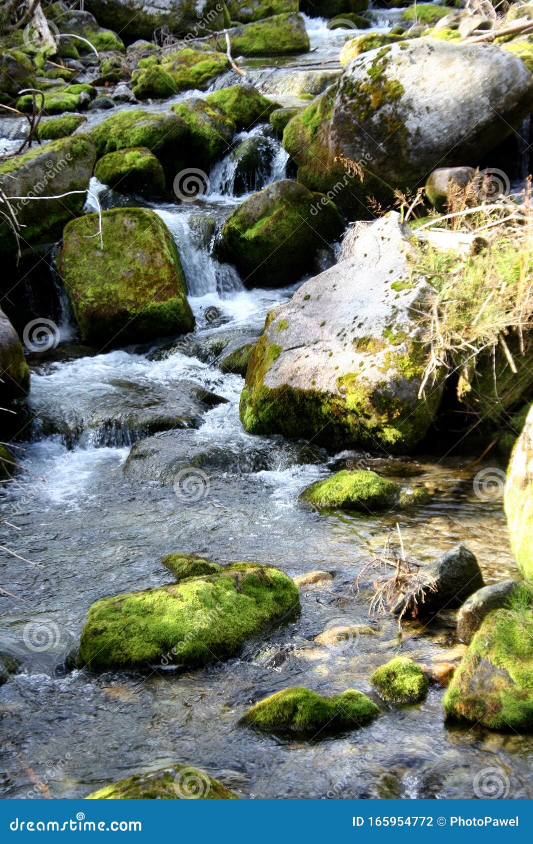 Mountain Stream in the Springtime Stock Photo - Image of hike ...