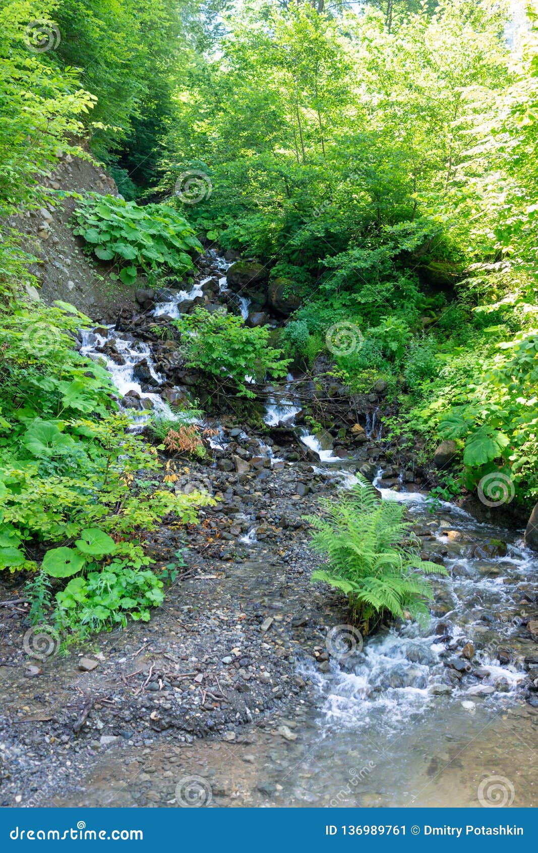 Mountain Stream with Stones, Surrounded by Greenery Stock Image - Image ...