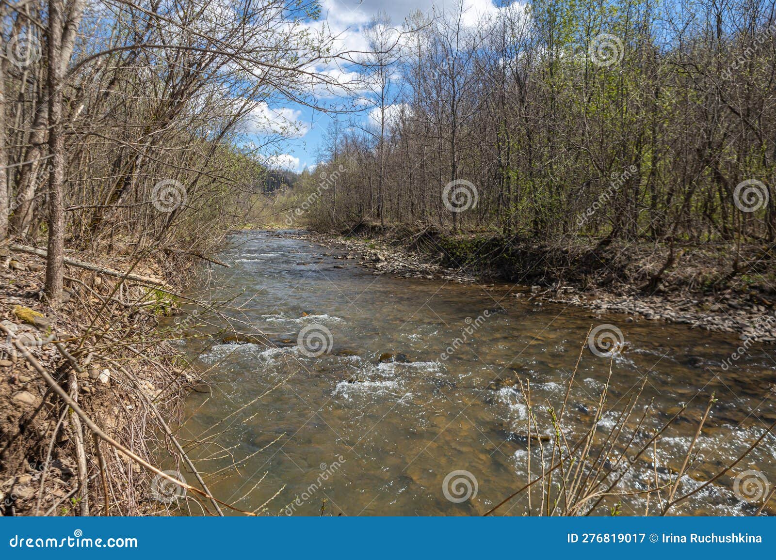 A Mountain Stream with Stormy Water Flows through the Forests in the ...