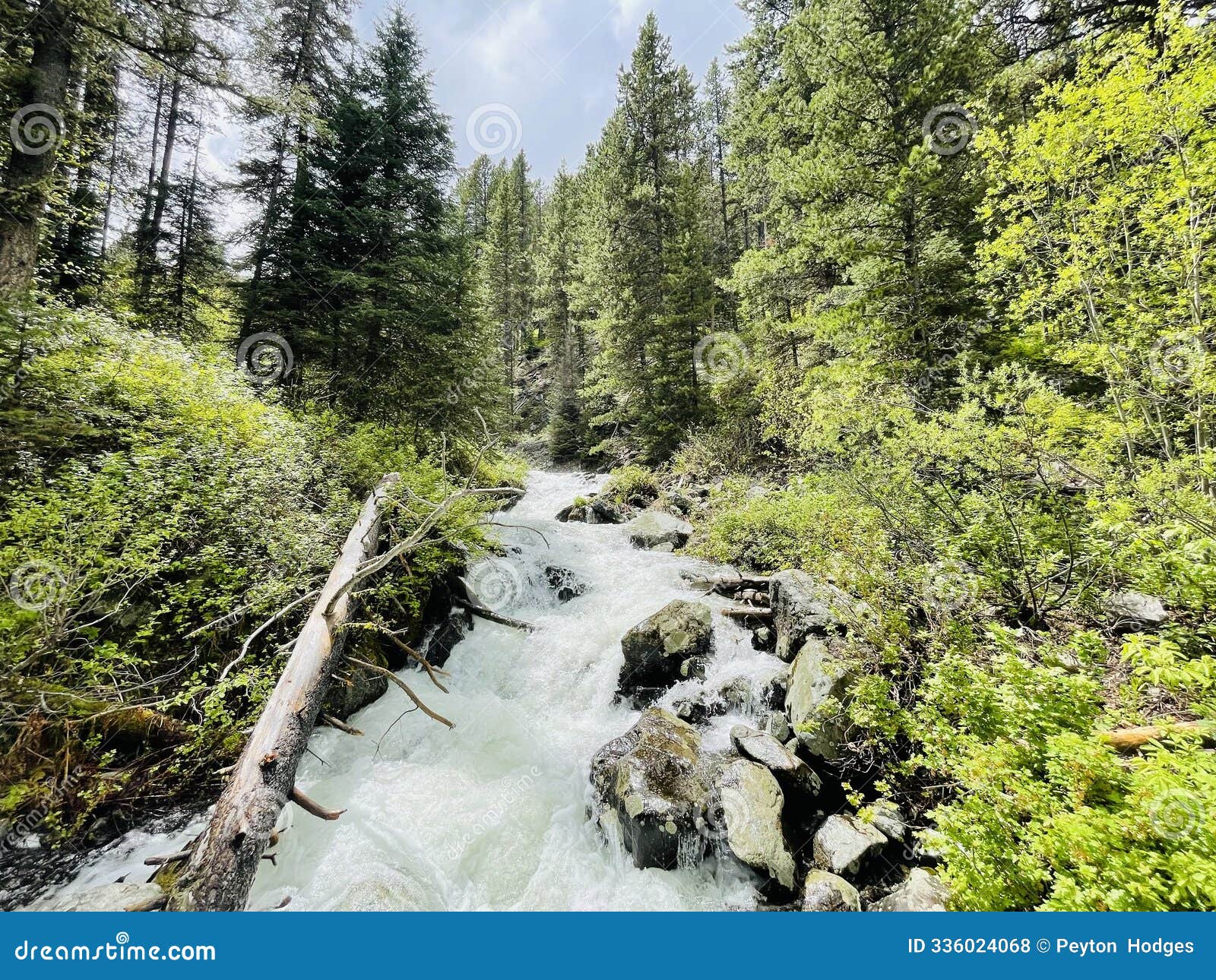 Mountain Stream Surrounded by Lush Forest and Fallen Log Crossing Over ...