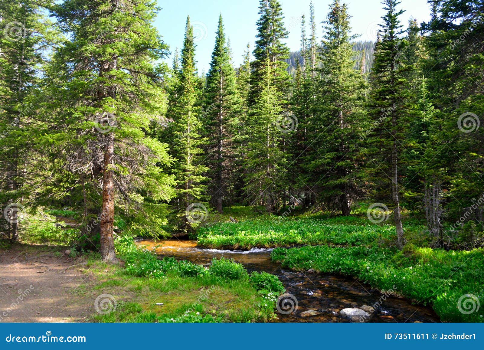 Mountain Stream Surrounded by Pine Trees in a Forest Stock Image ... Mountain Stream Surrounded by Pine Trees in a Forest Stock Image ...