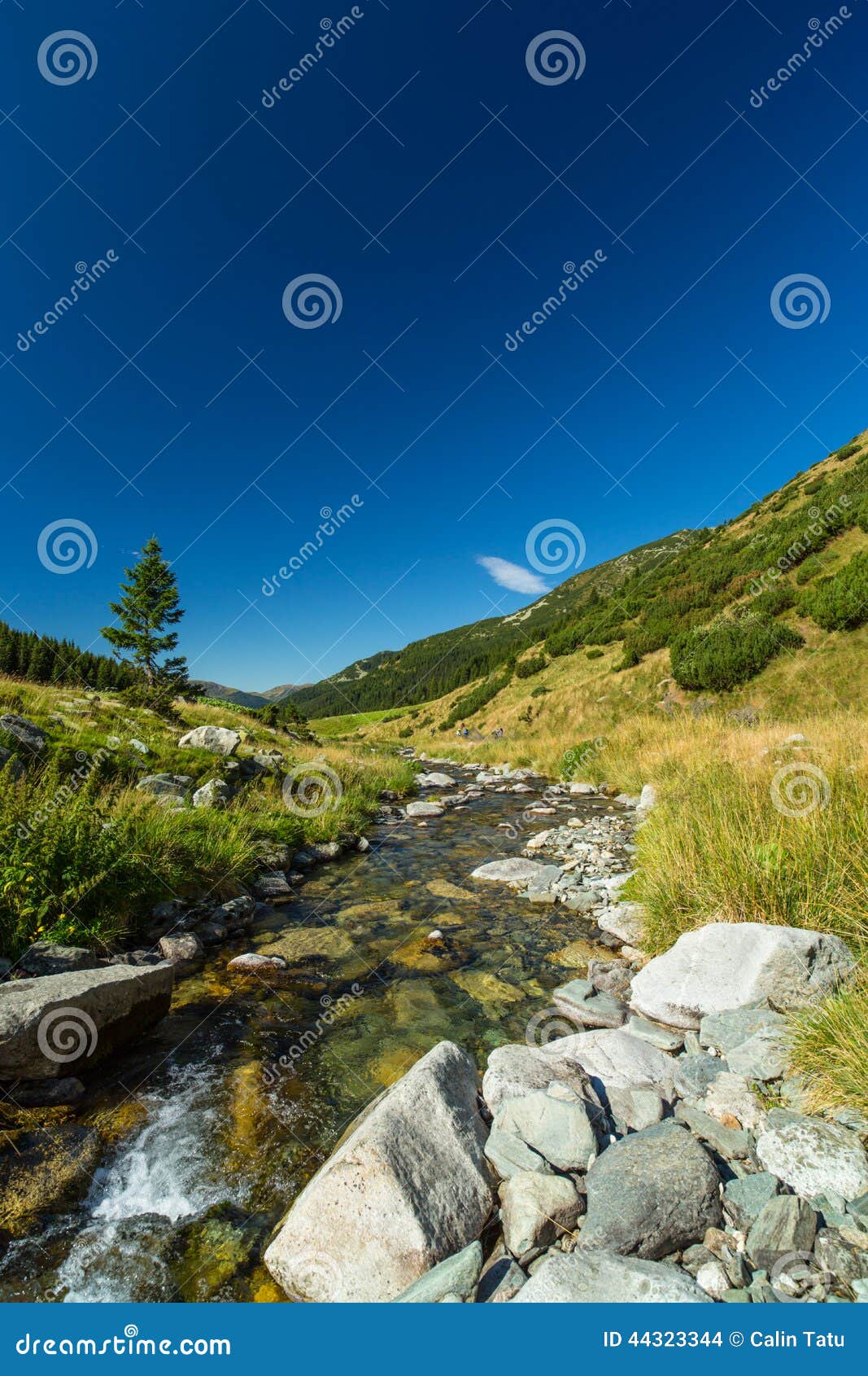 Mountain Stream in the Transylvanian Alps Stock Photo - Image of alps ...