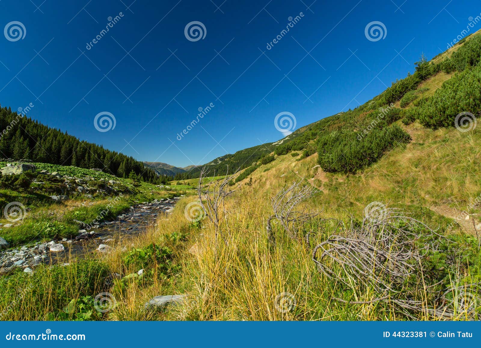 Mountain Stream in the Transylvanian Alps Stock Image - Image of purity ...