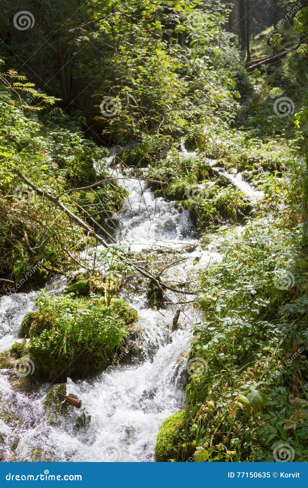 Mountain Stream through the Trees Stock Image - Image of forest ...