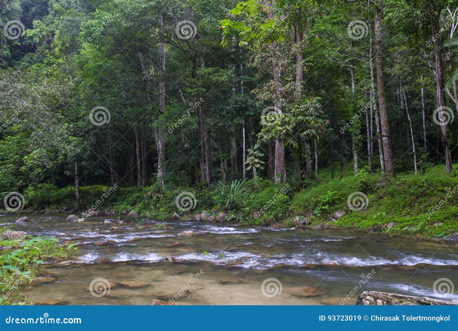 Evergreen Jungle Forest after Rain. Stock Image - Image of scenery ...