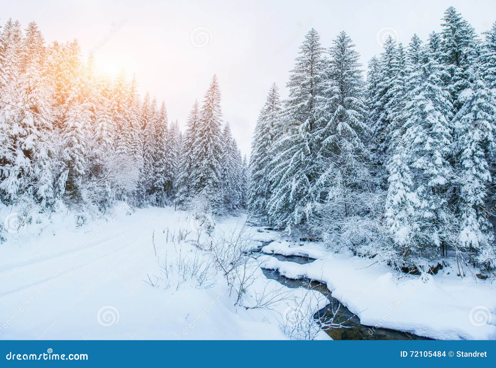Mountain stream in winter stock photo. Image of pine - 72105484