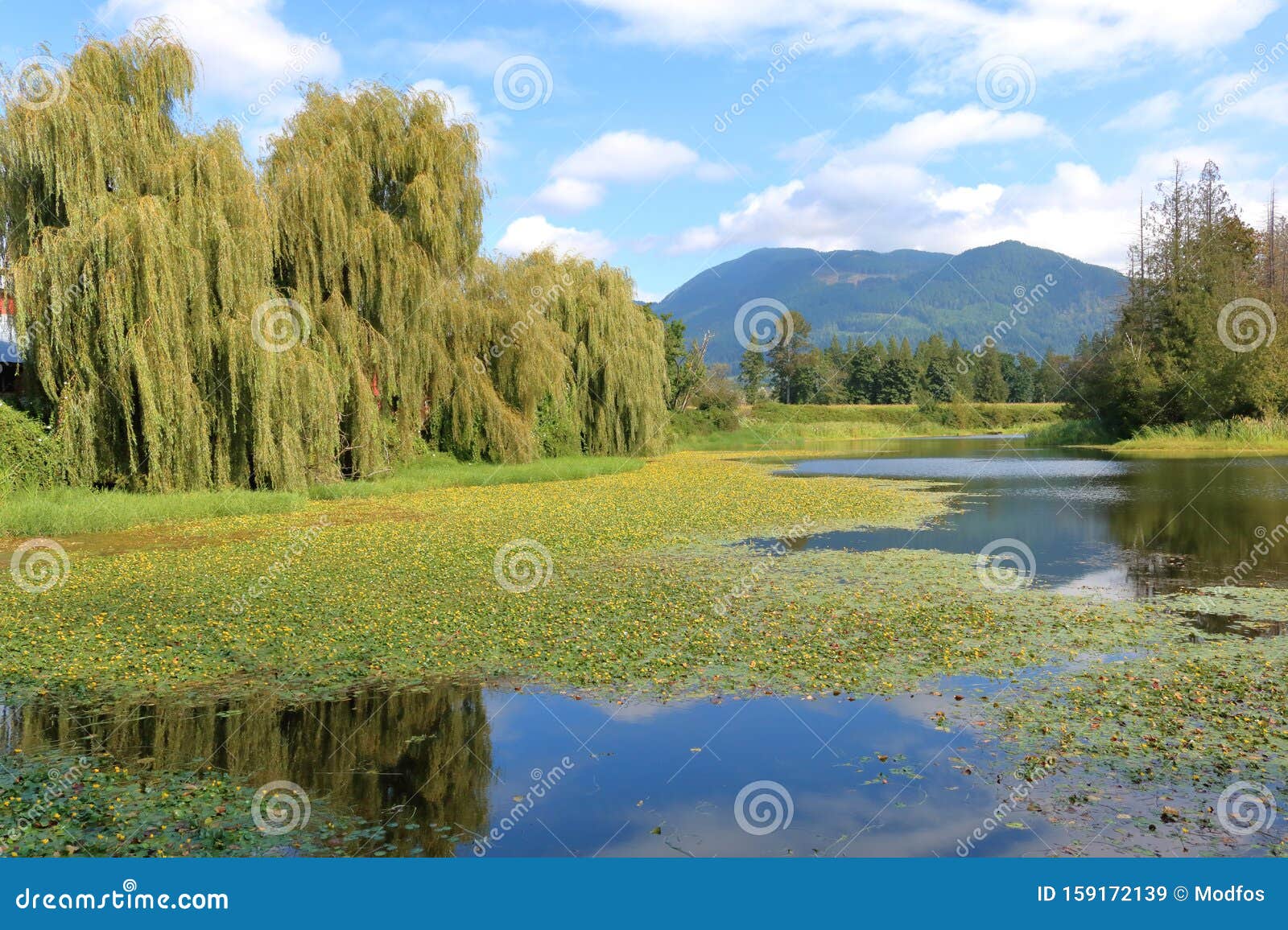 Mountain Summer Marshland stock image. Image of rural - 159172139