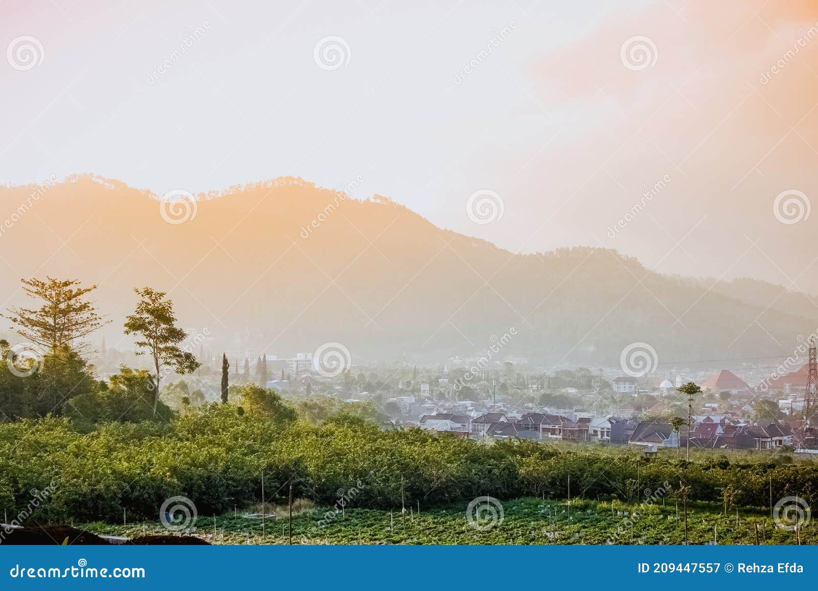 Morning Serenity: Sunrise Over Tea Plantations and Mist-Shrouded ...