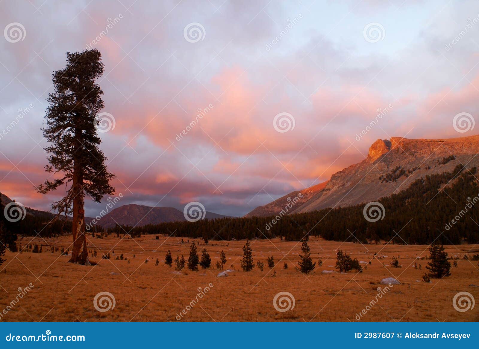 Mountain Sunset. Big Tree stock image. Image of sunset - 2987607