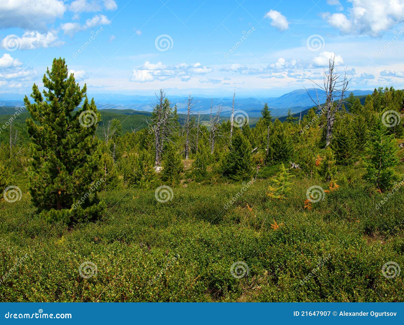 Mountain Taiga, Mountain Altai Stock Image - Image of exotic, nature ...
