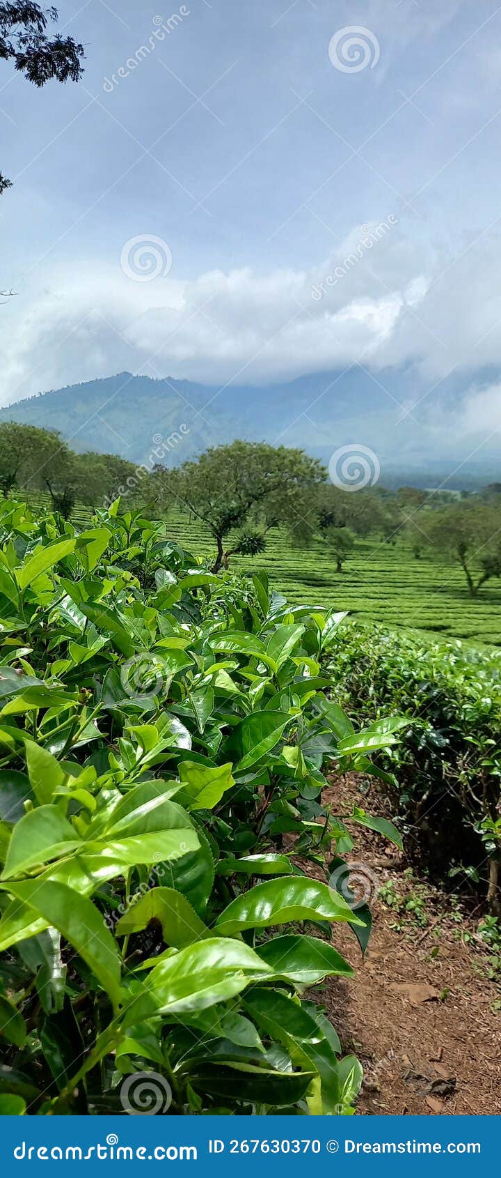 Mountain Tea at Kebun Teh Malang Stock Photo - Image of plant, mountain ...