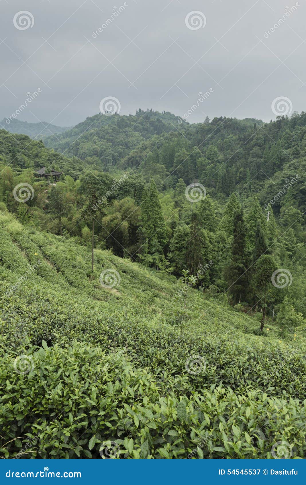 Mountain with tea trees stock image. Image of trees, plantation - 54545537