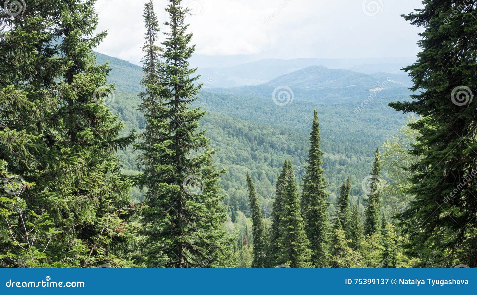 Mountain Terrain with Trees with Height Stock Image - Image of high ...