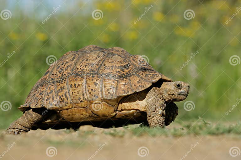 Mountain tortoise stock photo. Image of shell, ecology - 3733646
