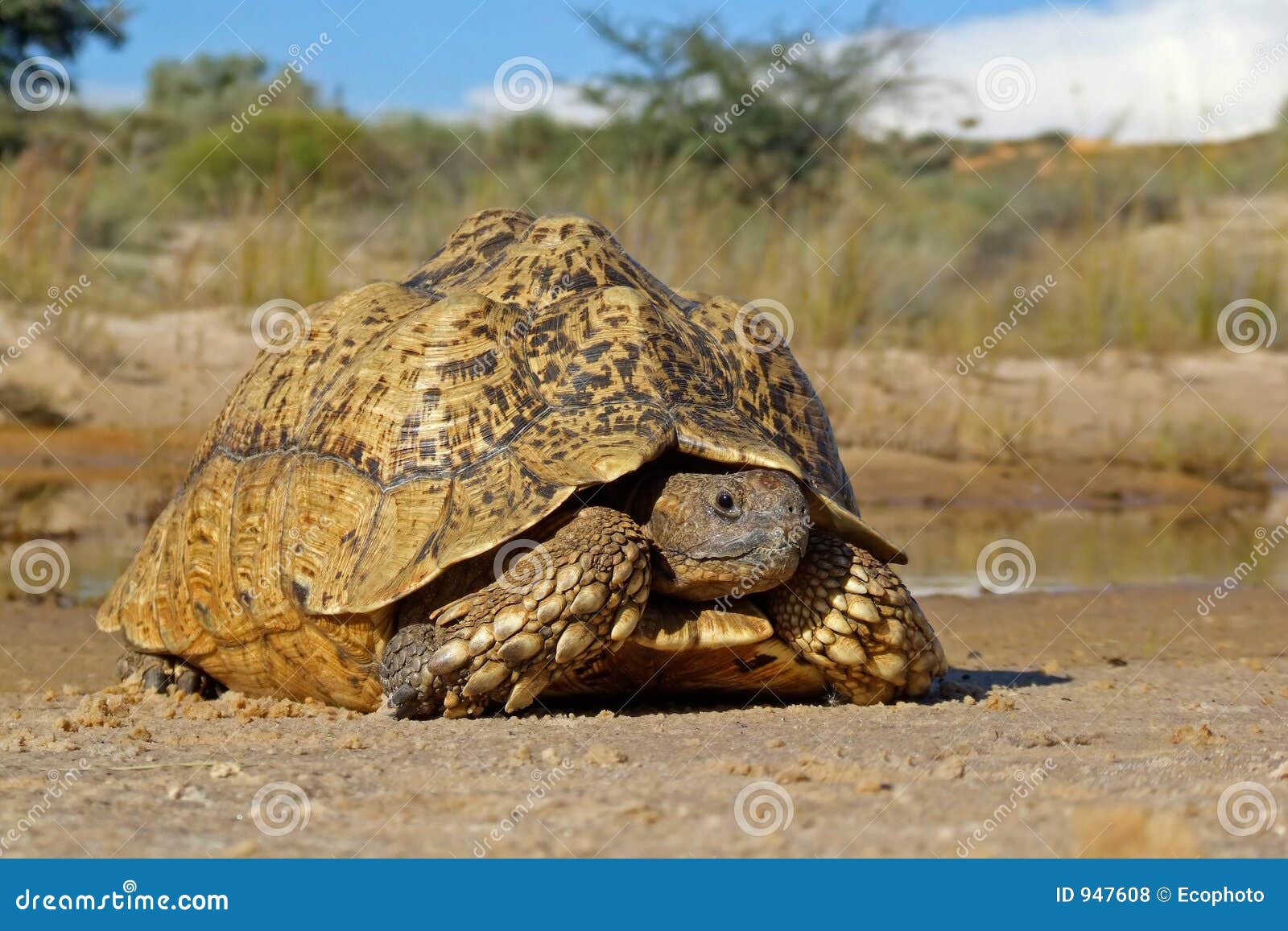 Mountain tortoise stock photo. Image of natural, south - 947608