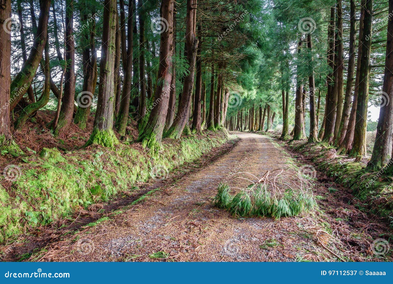 Mountain Track Over the Forest with Branch Obstacle Stock Image - Image ...