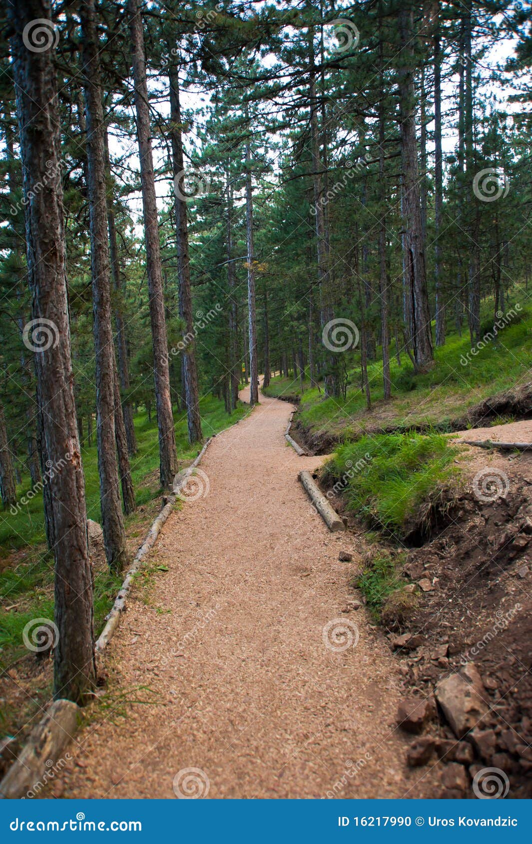 Mountain Track in Summer Jogging Path Stock Photo - Image of track ...
