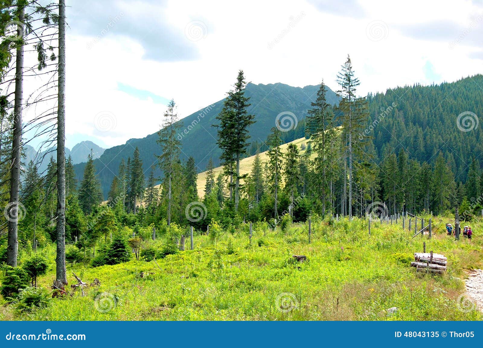Mountain Trail at the Edge of the Forest Stock Image - Image of lighted ...
