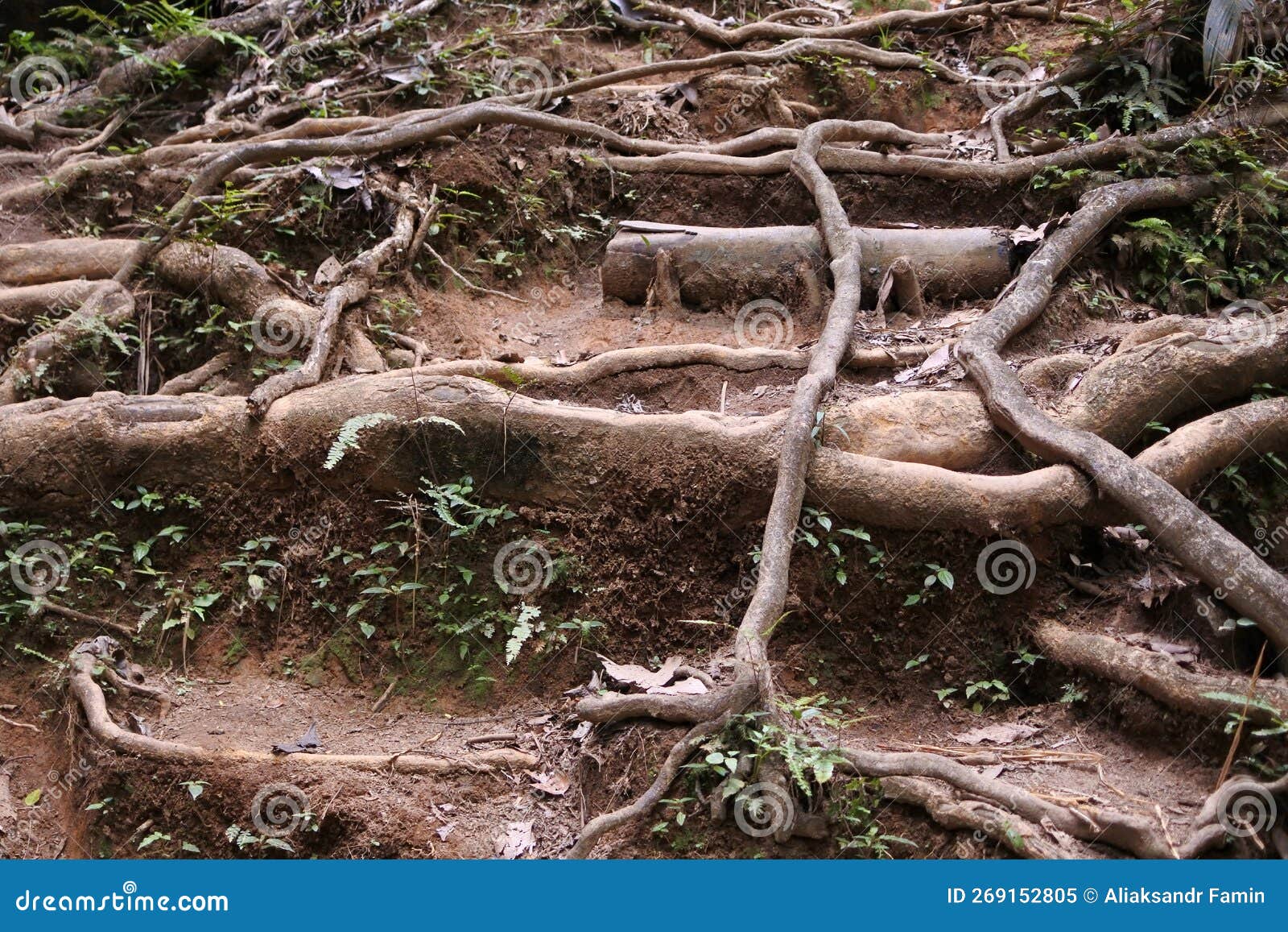 Mountain Trail in the Jungle. Roots of Tropical Trees and Grass. Stock ...