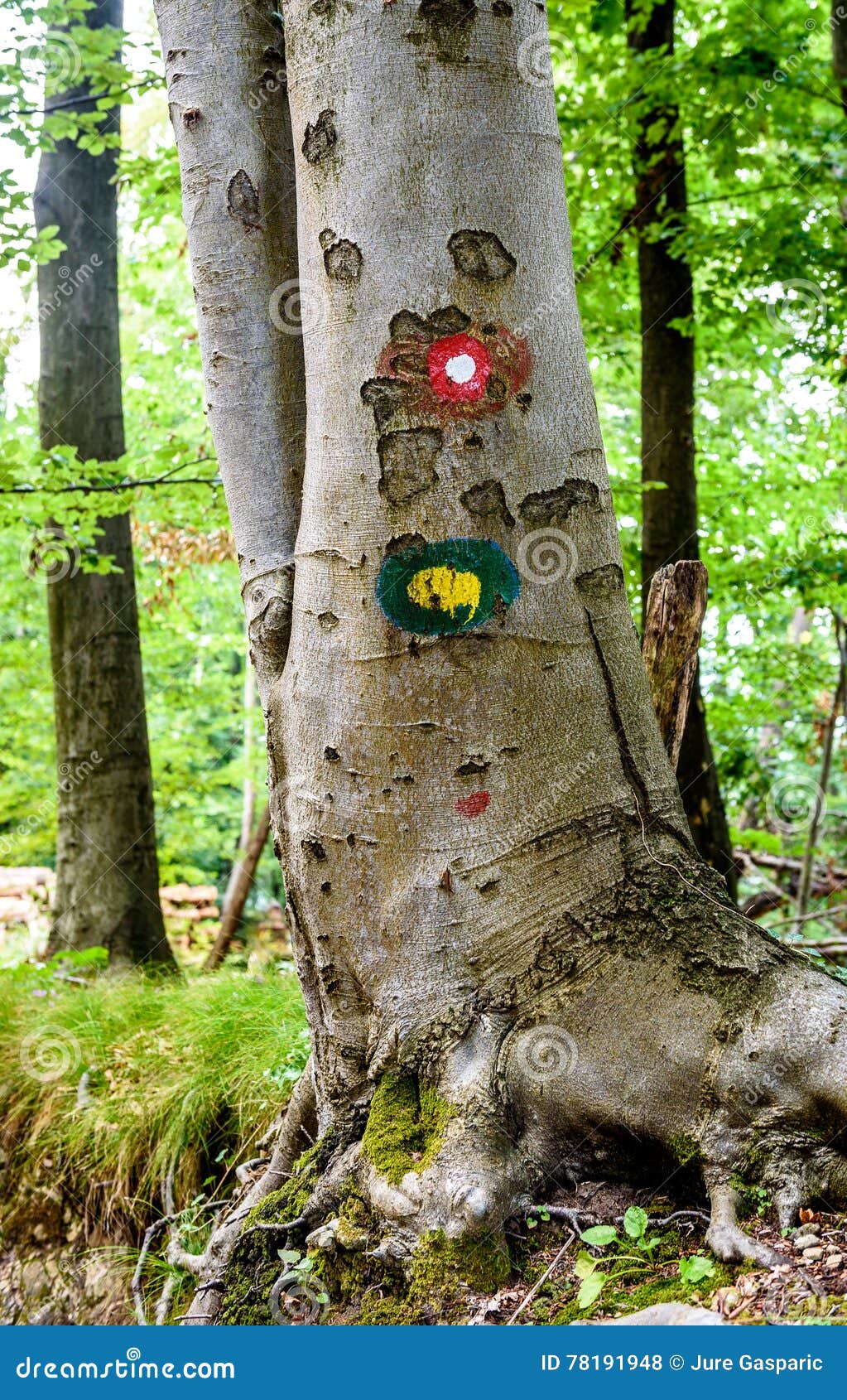 Mountain Trail Marker on a Spruce or Pine Tree. Stock Photo - Image of ...