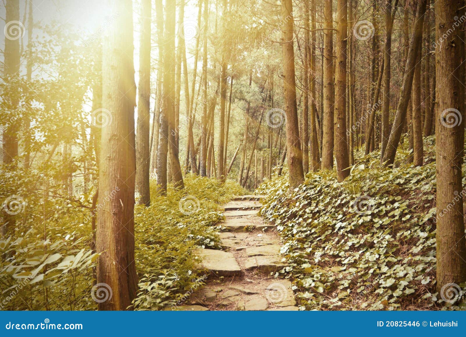Mountain Trail in the Pine Forest Stock Photo - Image of rural, green ...