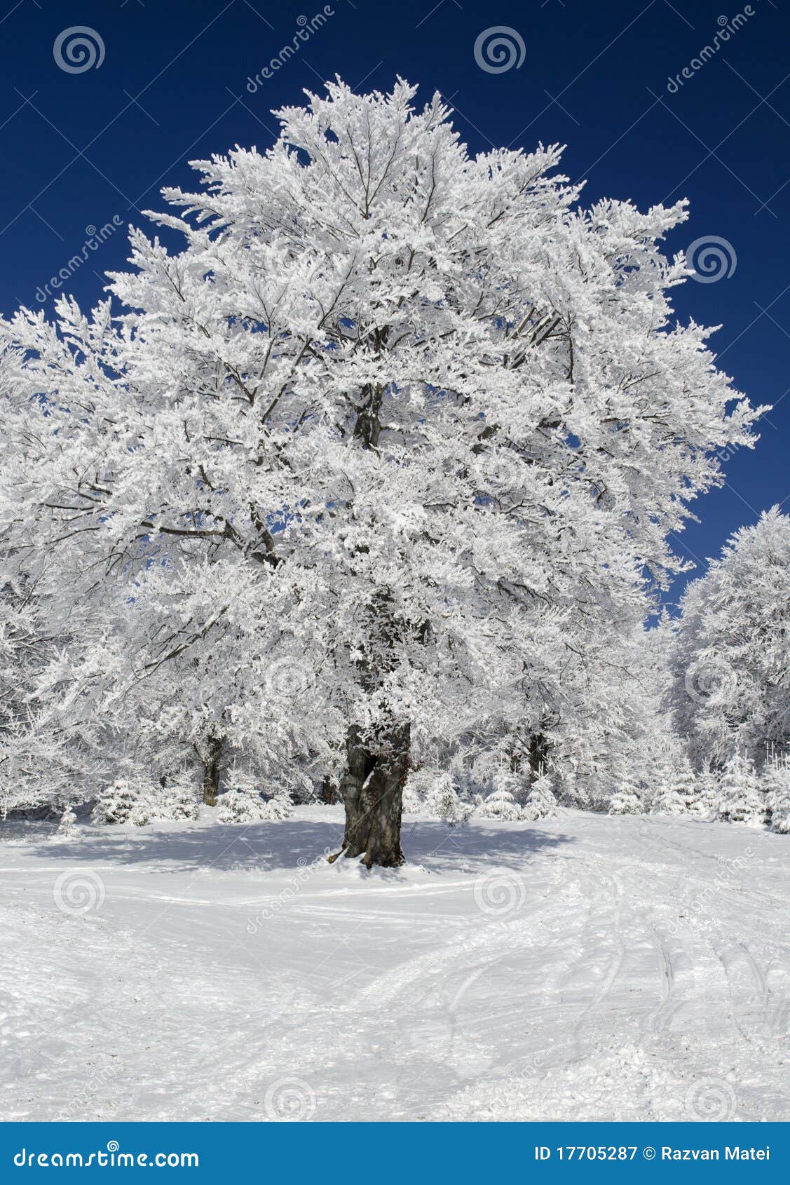 Mountain Trail between Snowy Trees Stock Image - Image of beautiful ...