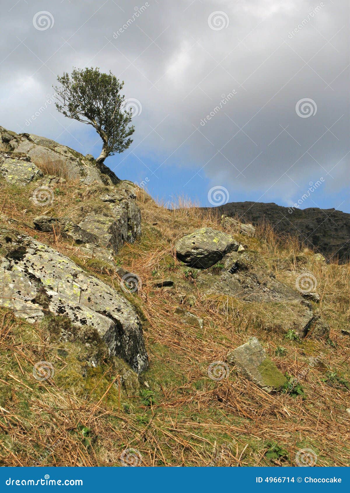 Mountain tree stock photo. Image of lake, lone, outdoors - 4966714