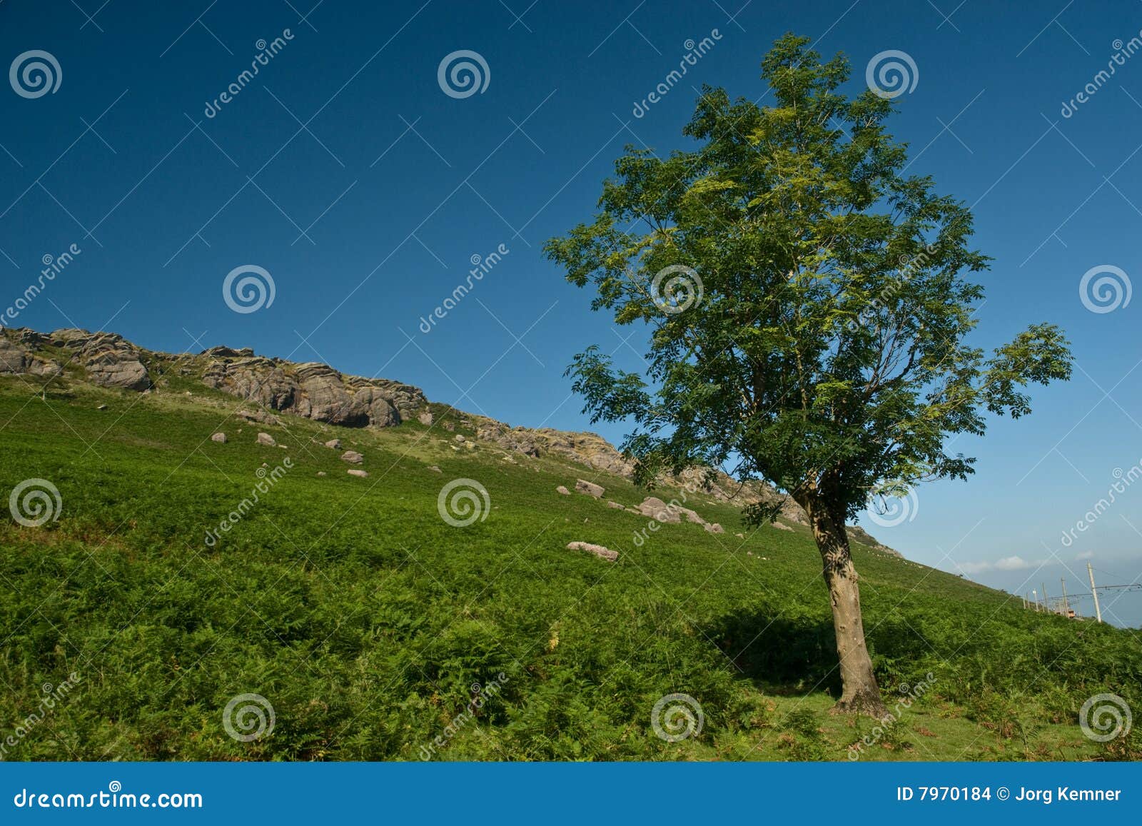 Mountain tree stock photo. Image of warm, herria, euskal - 7970184
