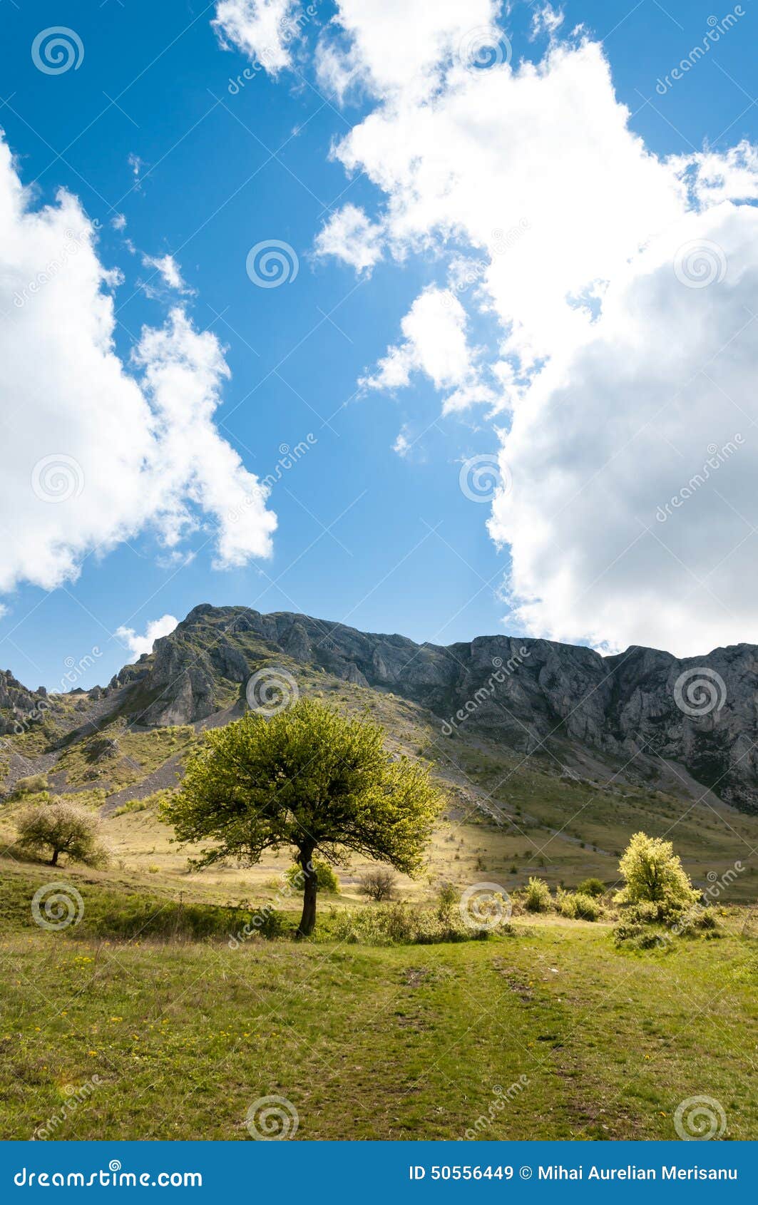 Mountain tree stock image. Image of landscape, meadow - 50556449