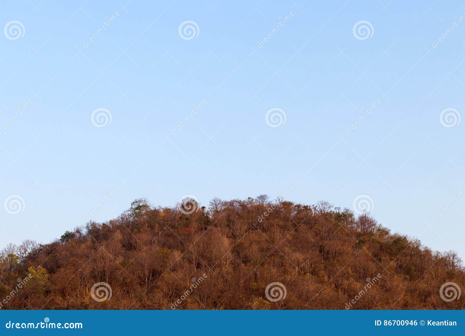 Mountain Tree with Drought. Stock Photo - Image of forest, grass: 86700946