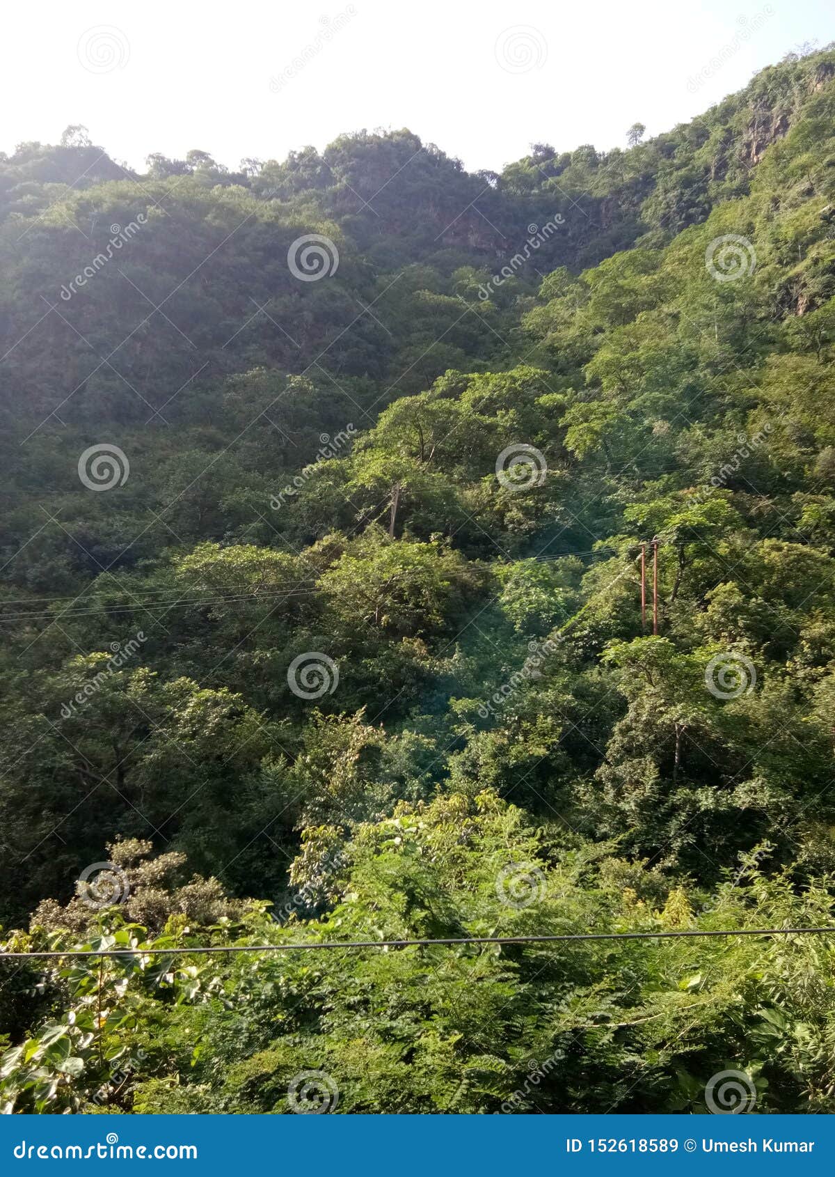 Mountain Tree in Kashmir India Haryana Stock Image - Image of green ...