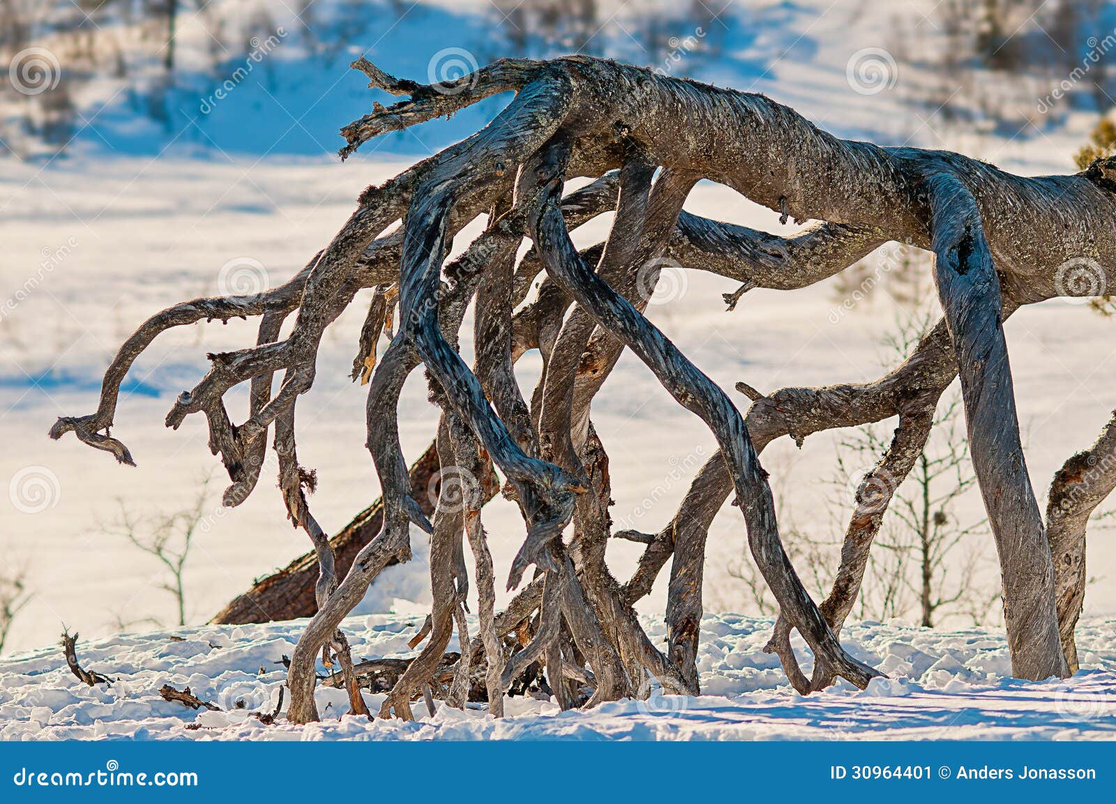 Mountain tree roots stock image. Image of horizontal - 30964401
