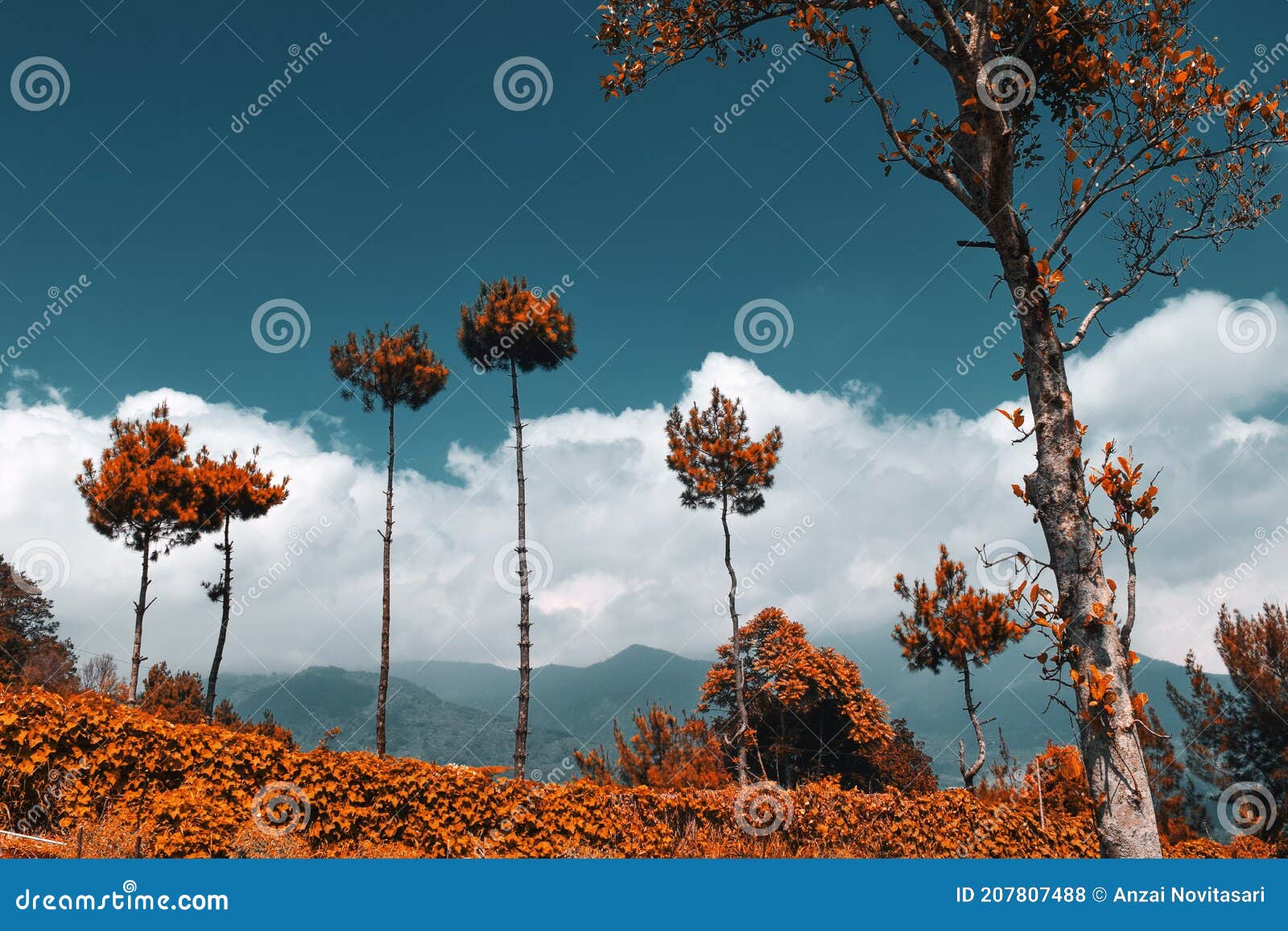 Mountain, Tree, Sky, Beautiful, Auntumn Stock Photo - Image of auntumn ...
