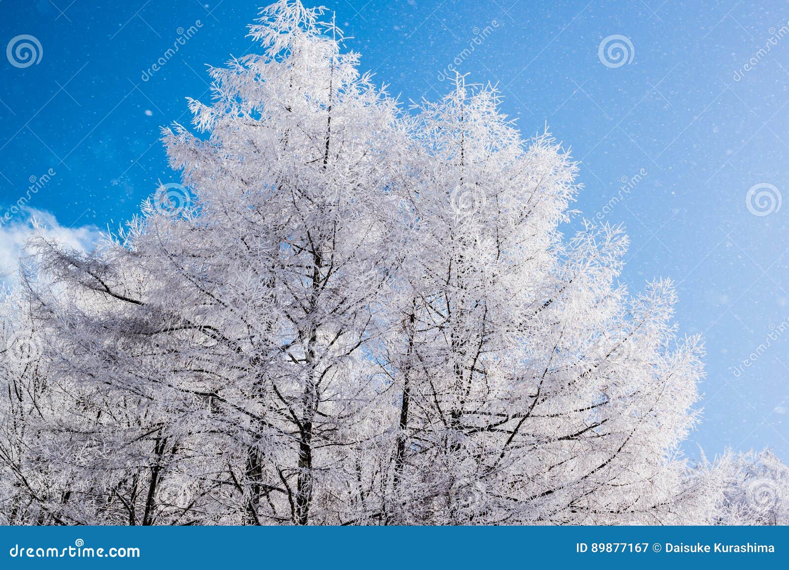 Mountain Trees Covered with Hoarfrost Stock Image - Image of covered ...