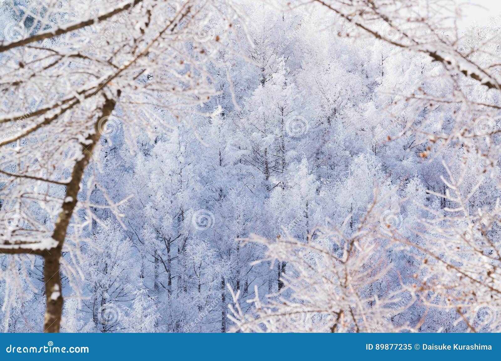 Mountain Trees Covered with Hoarfrost Stock Image - Image of branches ...
