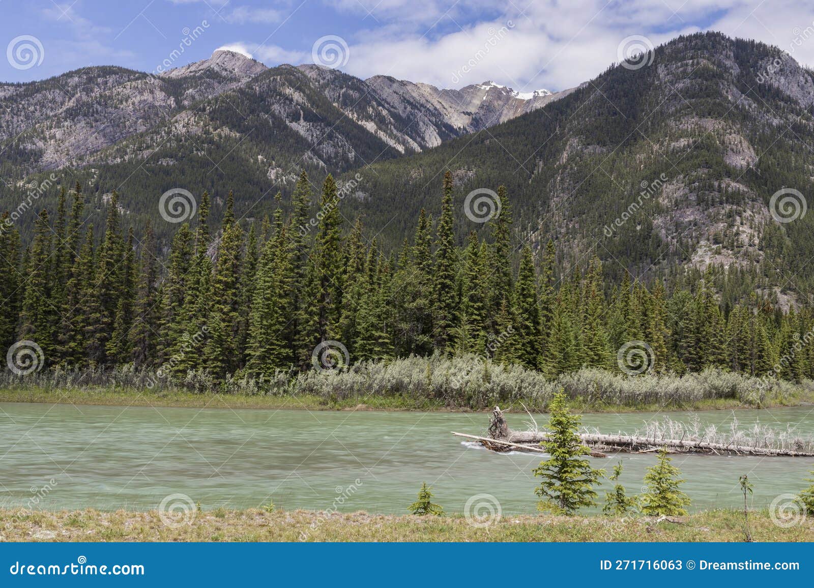 Alberta: Mountain Trees, Mountain Streams Stock Image - Image of ...
