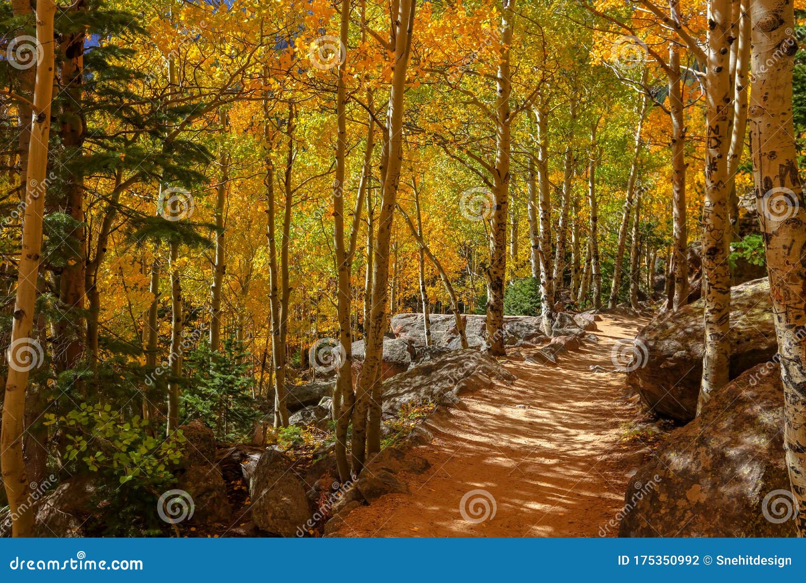 Mountain Trial through Aspen Trees in Autumn Stock Photo - Image of ...