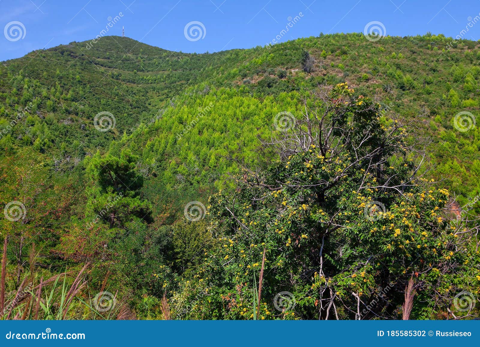 Mountain and Tropical Trees Stock Photo - Image of ecology, green ...
