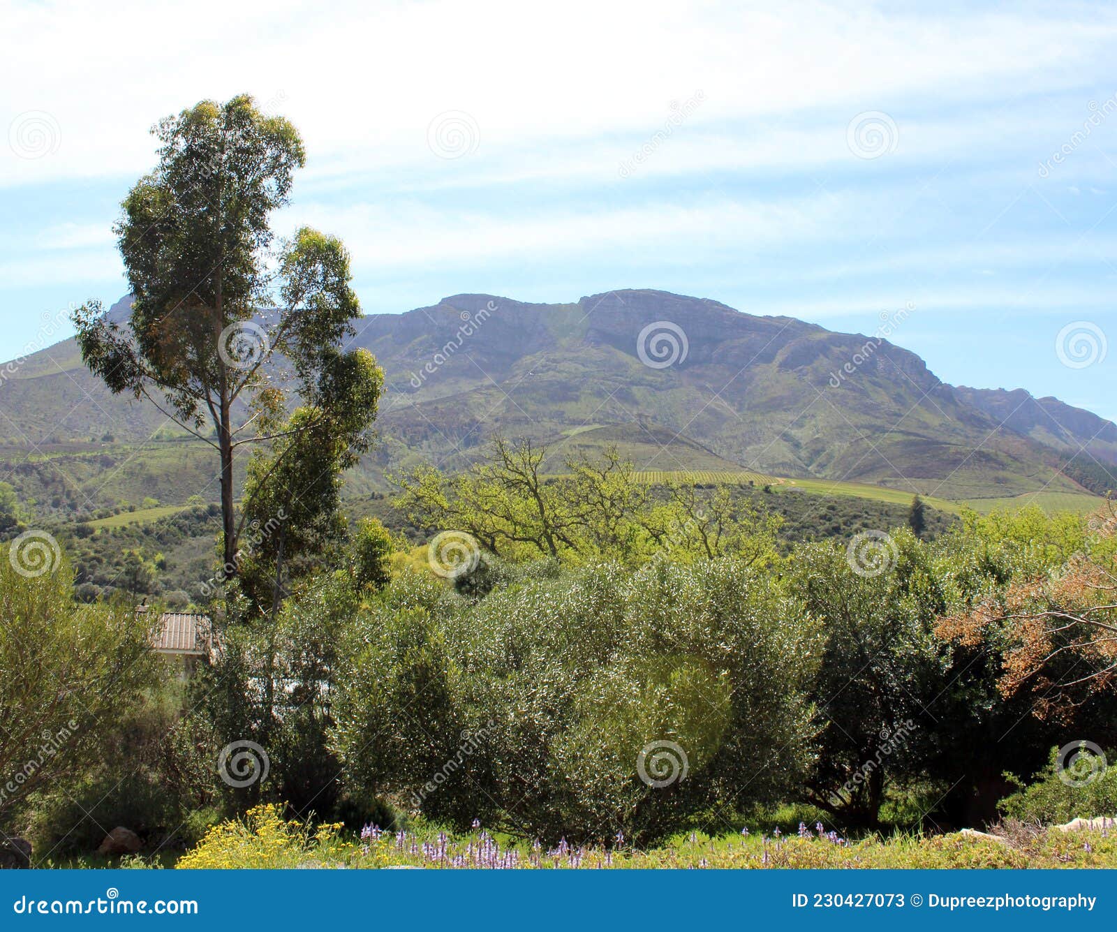 A Mountain, Two Valleys and a Hill Stock Image - Image of trees ...